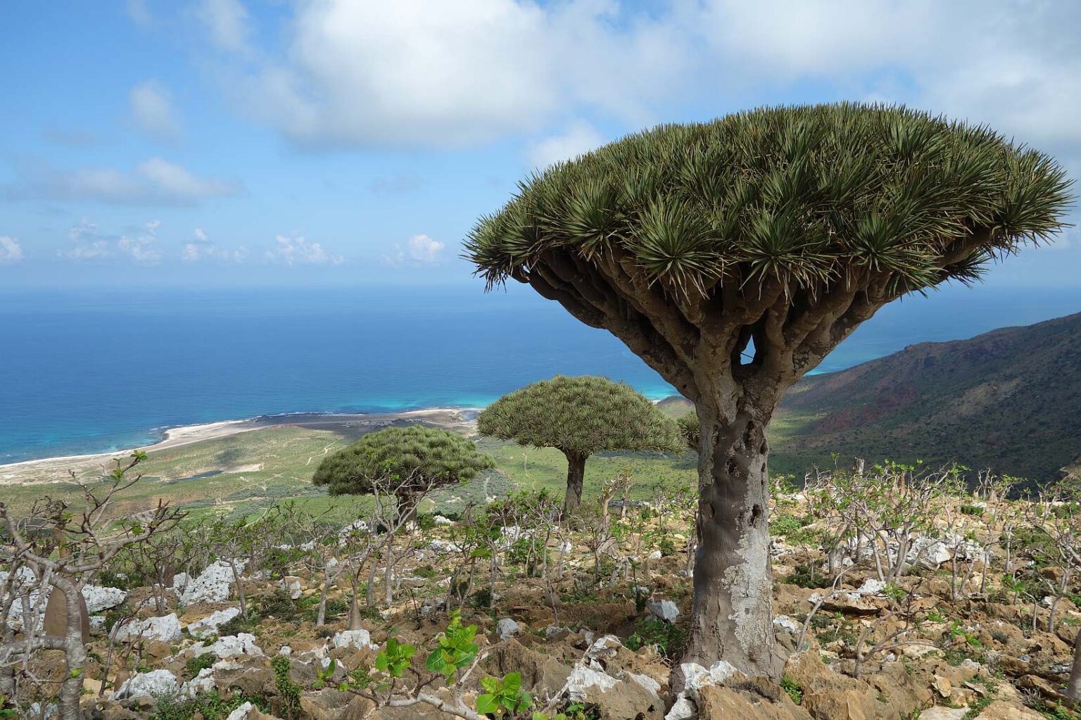 Sokotra - Insel am Horn von Afrika - Reisebericht