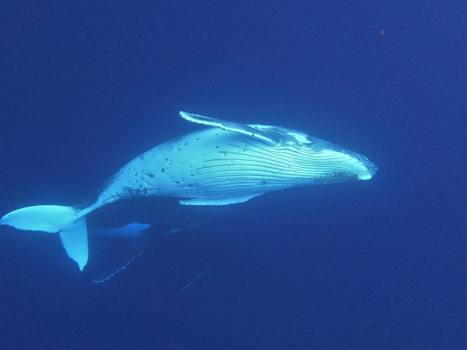 Tonga | Inseln Tongatapu und Eua | Reiseblog
