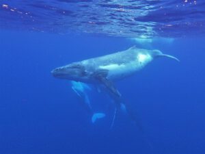 Tonga | Inseln Tongatapu und Eua